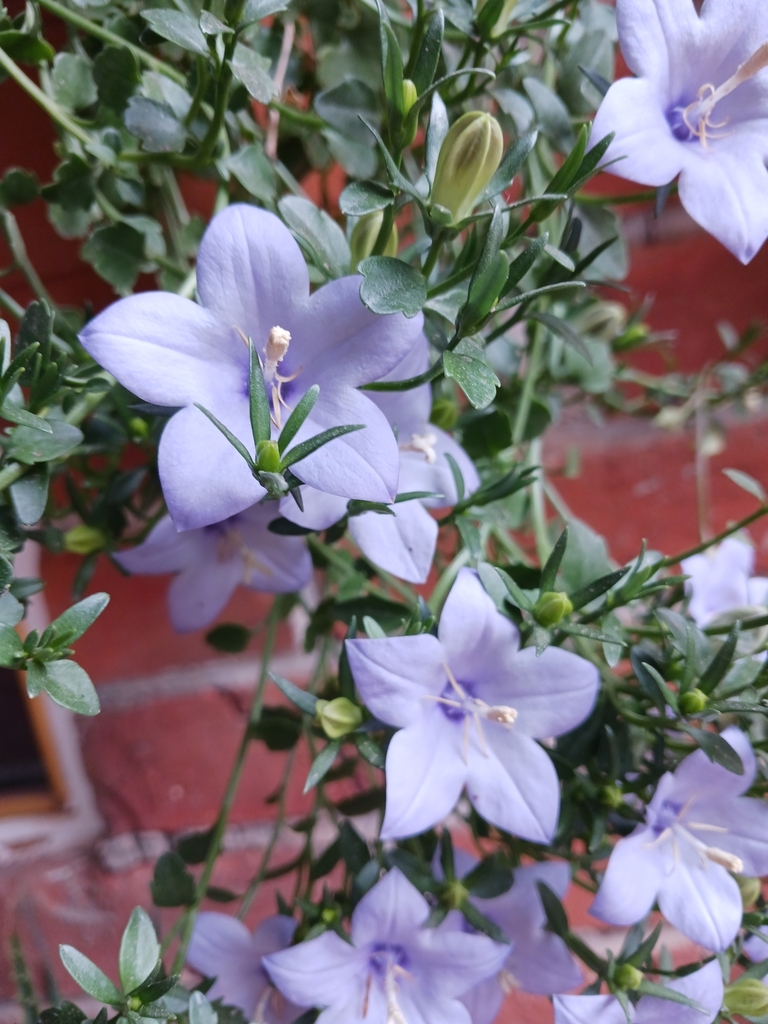 embeleso desde LAGUNA DE SERVIN, 76875 Laguna de Servín, Qro., México ...