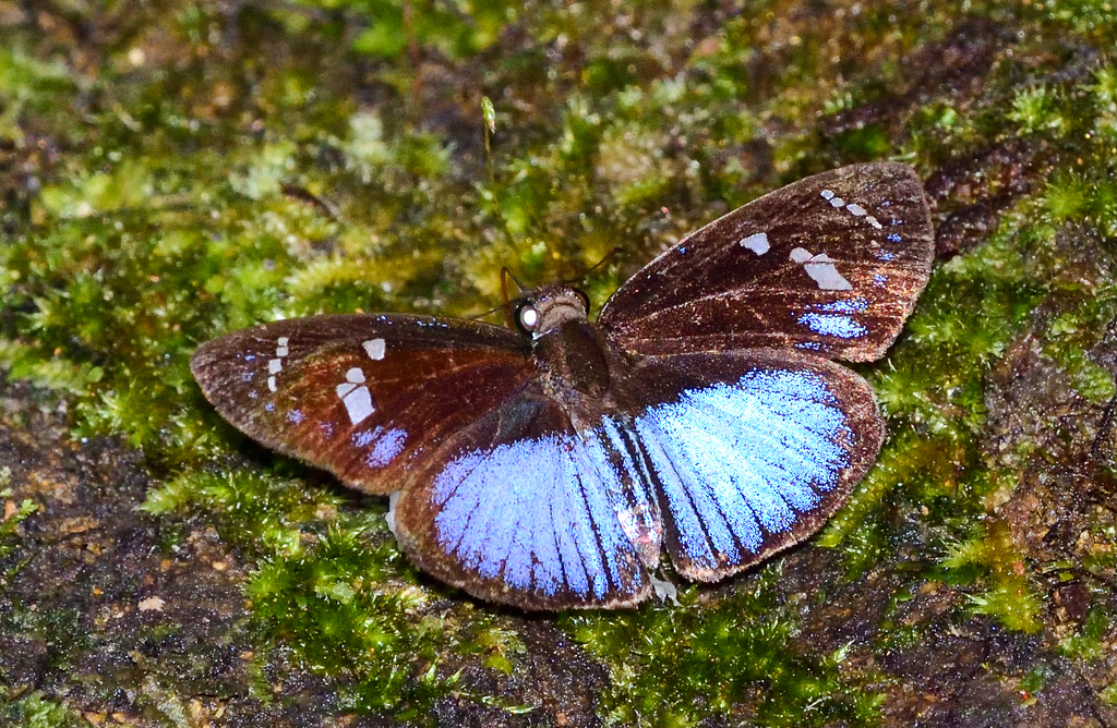 Pythonides jovianus from San Jorge Sumaco Bajo EcoLodge , Loreto Cantón, Ecuador on July 18 ...
