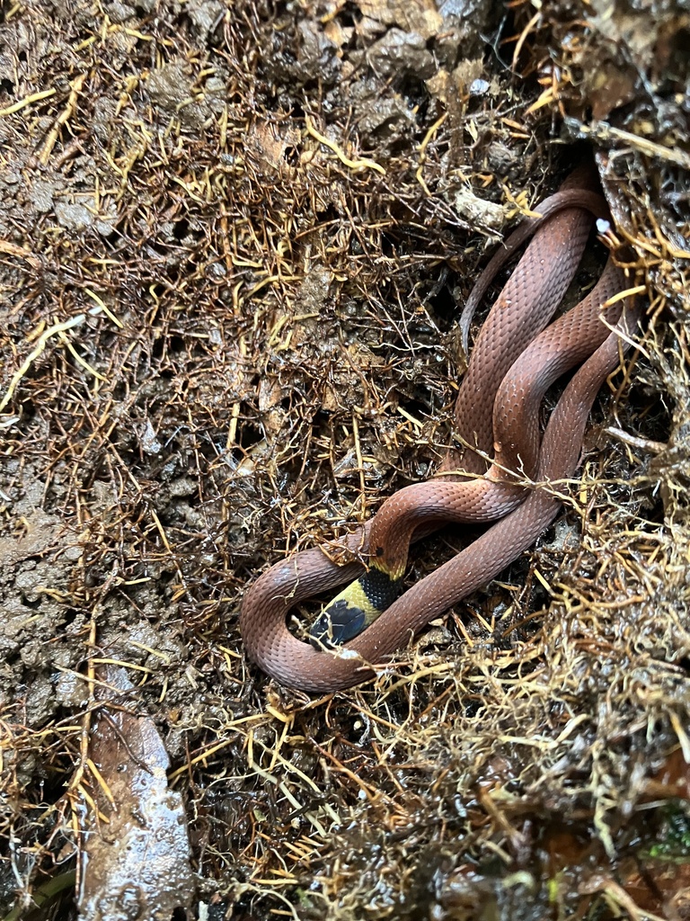 Red Coffee Snake from Upala, Alajuela, CR on January 5, 2025 at 04:43 ...