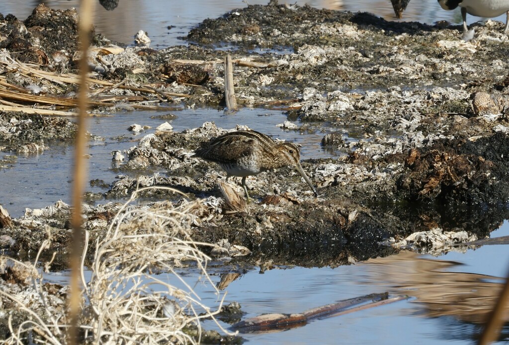 Wilson's Snipe from Flowing Wells, Tucson, AZ, USA on January 4, 2025 ...