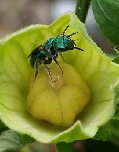 Aztec Sweat Bee (Augochlora azteca) · iNaturalist