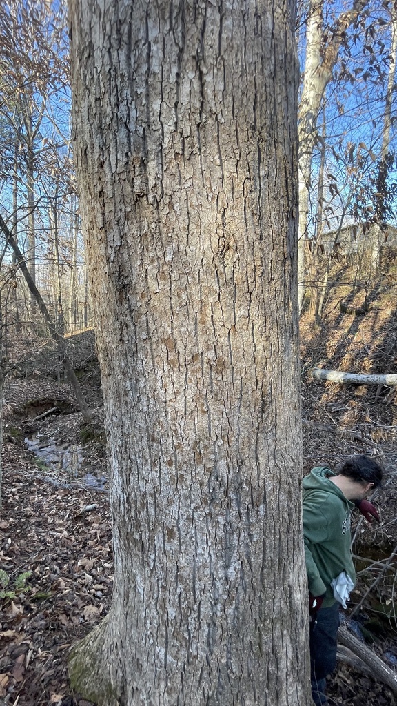 tulip tree from Chivalry Ln, Ball Ground, GA, US on January 03, 2025 at ...