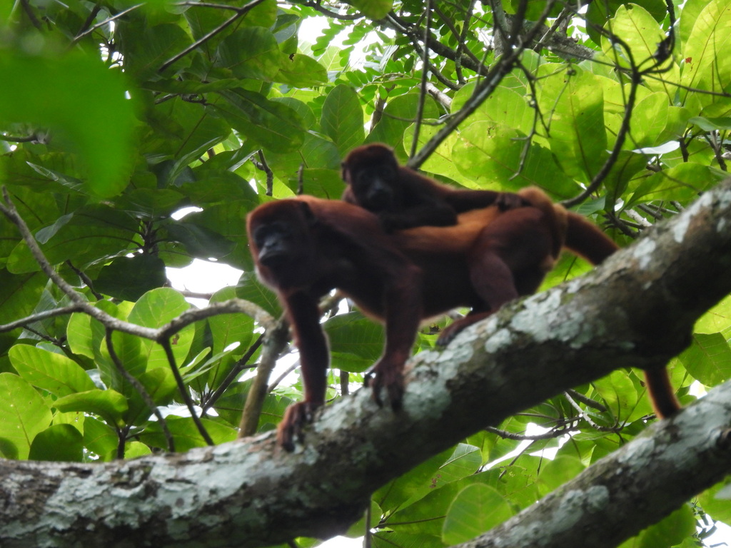 Colombian Red Howler Monkey from Turbaco, Bolivar, Colombia on July 11 ...