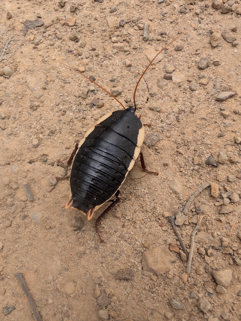 Botany Bay Cockroach from Blue Mountains, NSW, Australia on September 7 ...
