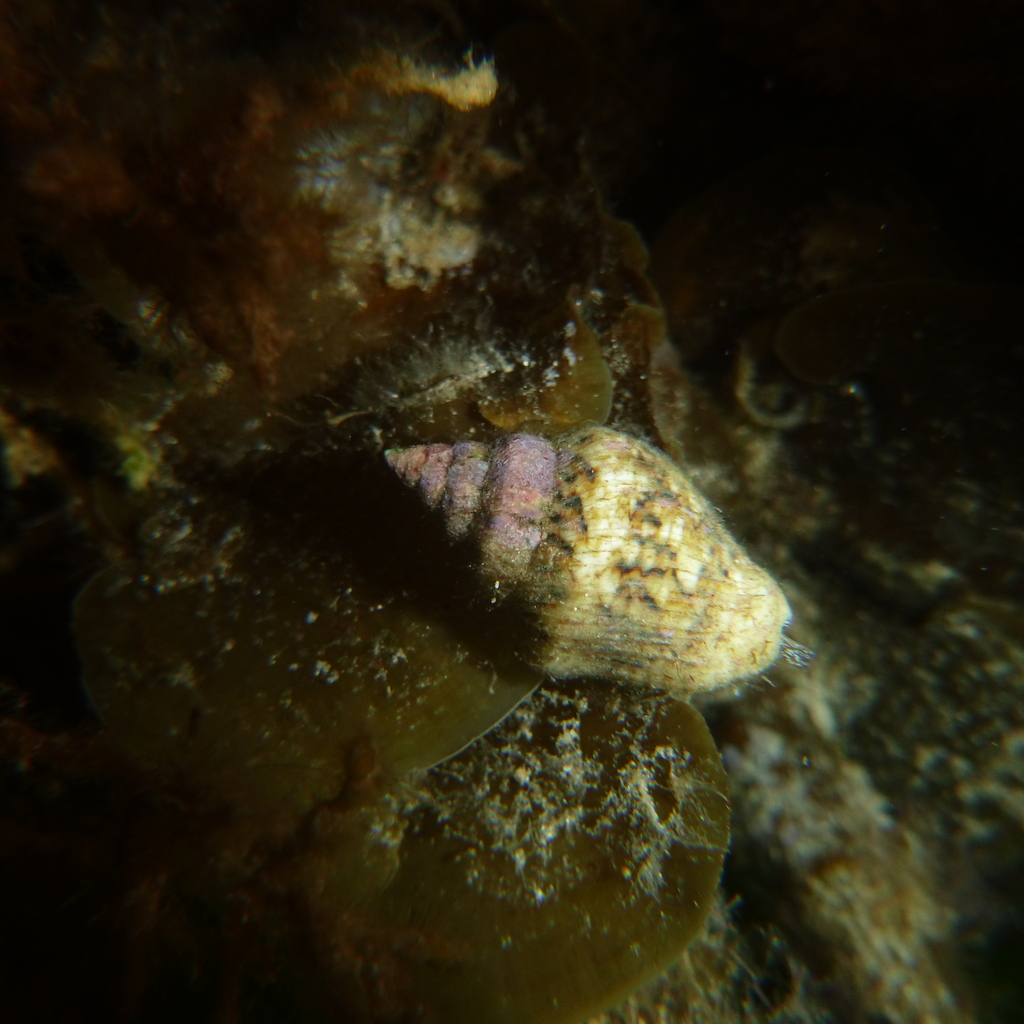 Dotted Dove Shell from Platier Ricaudy, Province Sud, Nouvelle ...