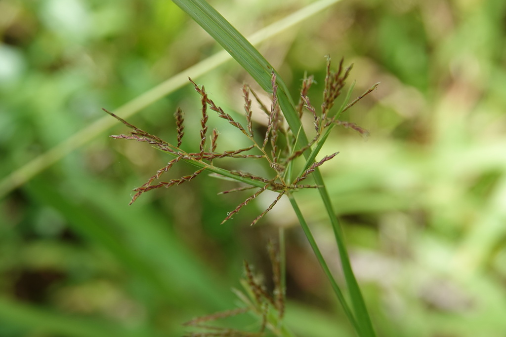 Slender cyperus from 東河鄉, 臺灣省 or 台灣省, 台湾 on December 20, 2024 at 12:40 ...