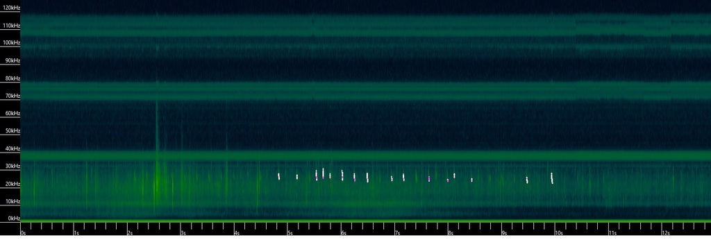 Hoary Bat from Peterborough, ON, Canada on October 11, 2024 at 08:11 PM ...