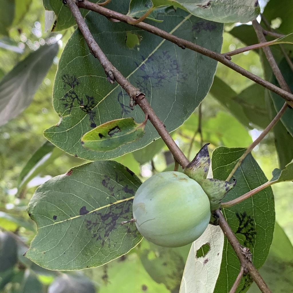 American persimmon from Rose Hill State Park, Union, SC, US on July 26 ...