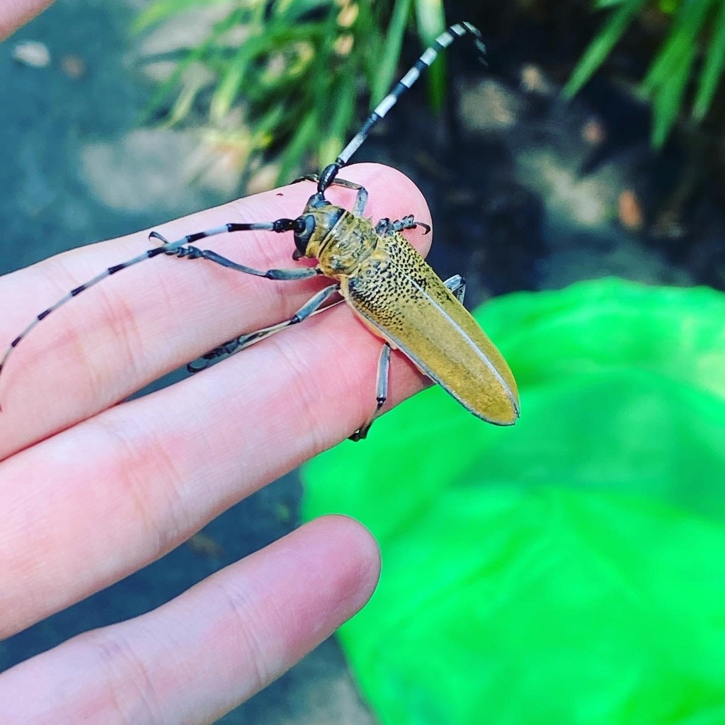 Apriona rugicollis from 桧原公園, 常滑市, 愛知県, JP on July 17, 2022 at 07:03 PM ...