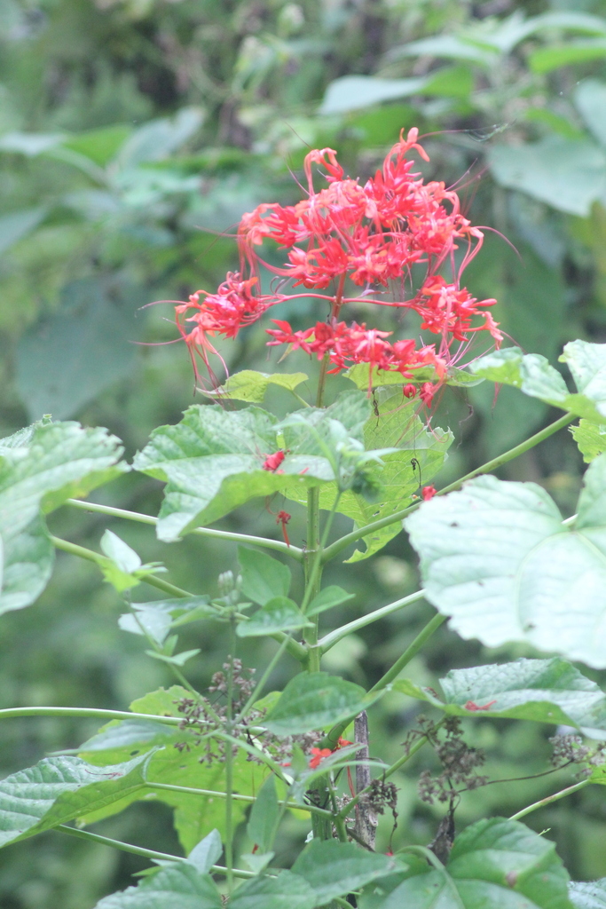 Clerodendrum intermedium from Pangian, Matin-ao, Bohol, Philippines on ...