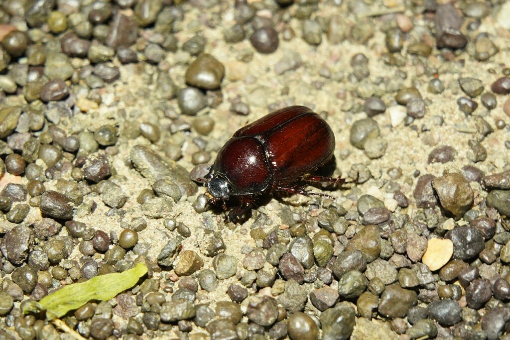 Pimelopus nothus from Nandi QLD 4405, Australia on January 5, 2025 at ...