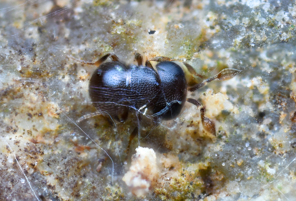 Baeus from 中国浙江省杭州市临安区 on January 06, 2025 at 07:02 PM by 决明 · iNaturalist