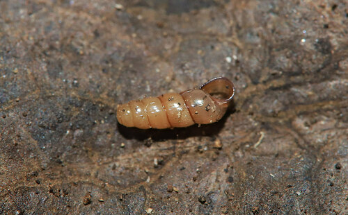 Acicula norrisi · iNaturalist United Kingdom