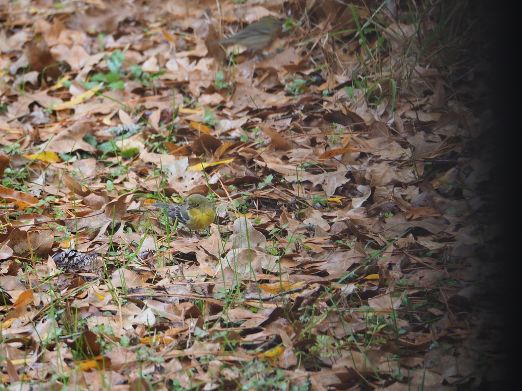 Pine Warbler from Cagle Recreation Area, FM 1375 West, New Waverly, TX ...