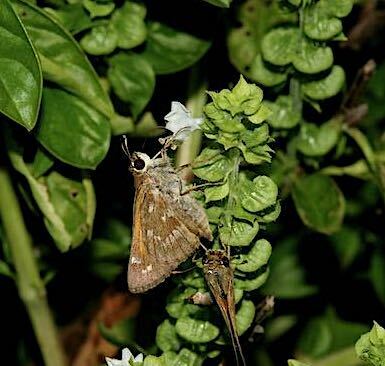 Huron Sachem from 210 Scurlock Ct, Franklin, TN 37067, USA on August 23 ...