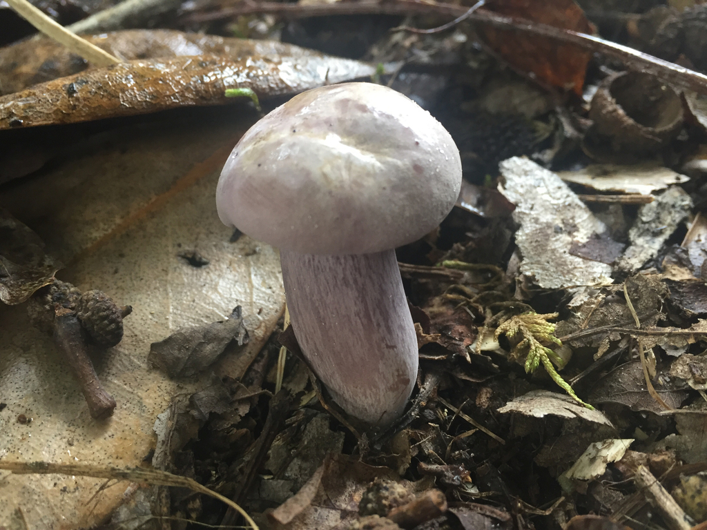 Tylopilus from 707 Chick Springs Rd, Greenville, SC, US on August 20 ...