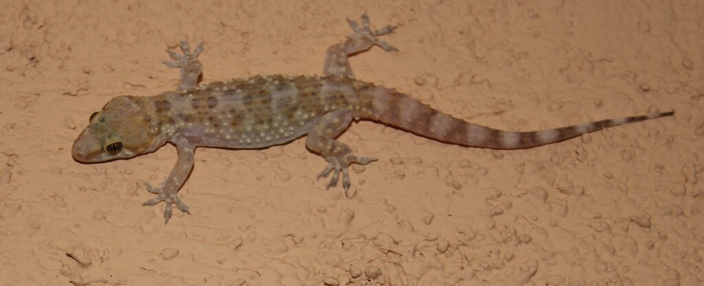 Mediterranean House Gecko from Tamarack Phase 1, Yuma, AZ 85365, USA on ...