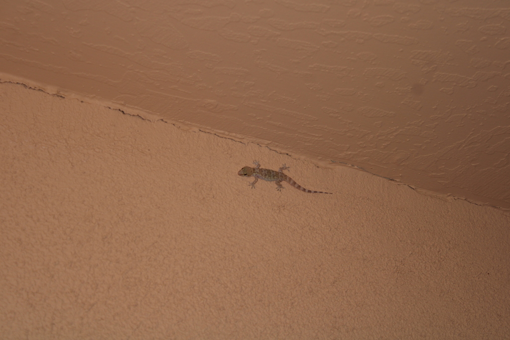 Mediterranean House Gecko from Tamarack Phase 1, Yuma, AZ 85365, USA on ...