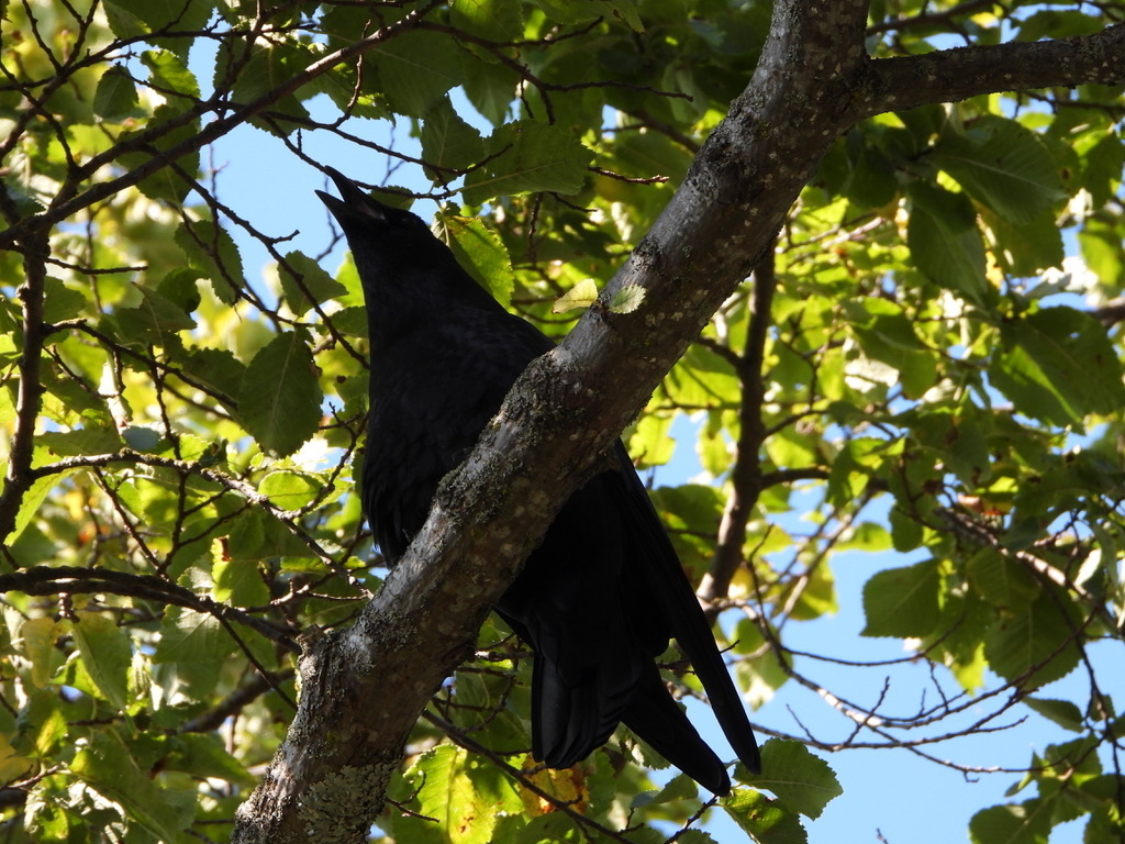 American Crow from Victoria, Columbia Británica, Canadá on October 12 ...