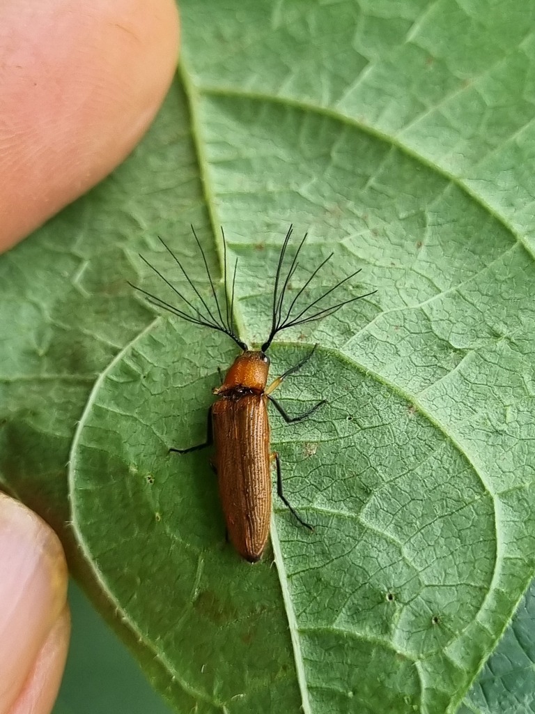 Click Beetles from Vía a El Carmen, Dagua, Valle del Cauca, Colombia on ...