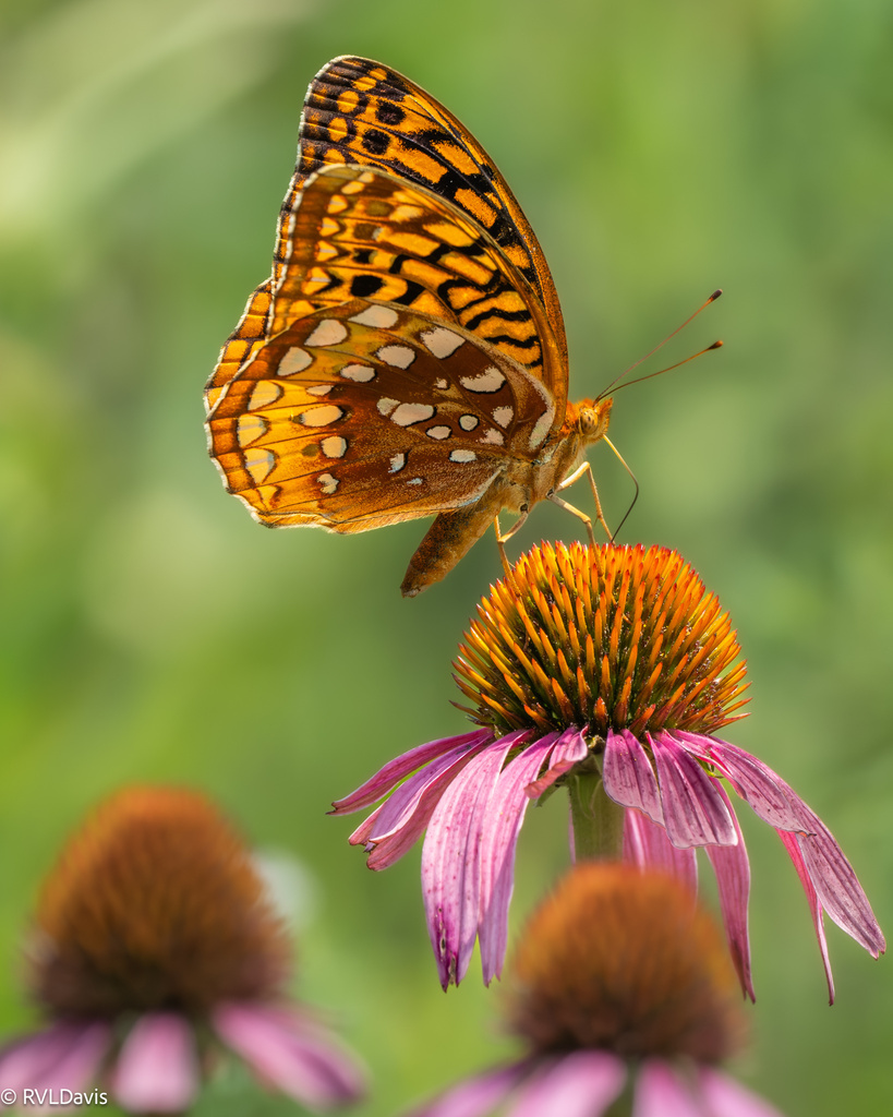 Great Spangled Fritillary from Hawk Mountain Rd, Kempton, PA, US on ...