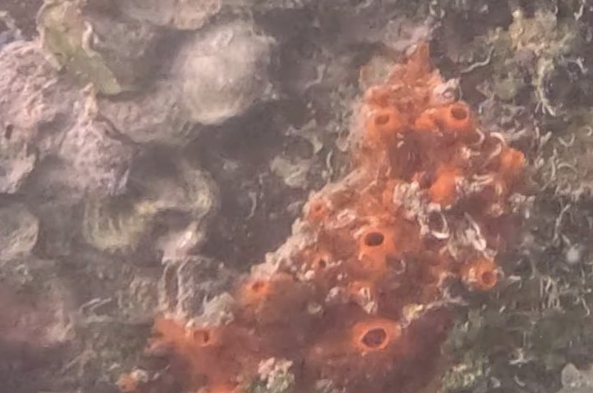 Fire Sponge from Miami Beach, FL, USA on October 17, 2024 at 03:40 PM ...