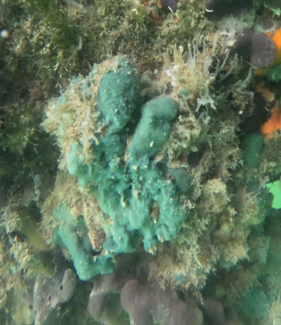 Blue Tube Sponge from Miami Beach, FL, USA on October 16, 2024 at 03:48 ...