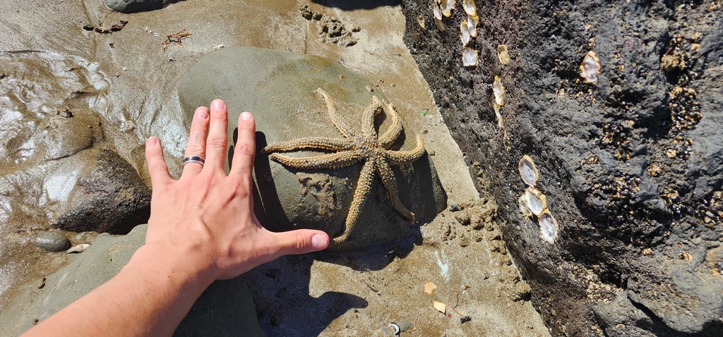 Eleven-armed Sea Star from Auckland 0620, New Zealand on January 6 ...