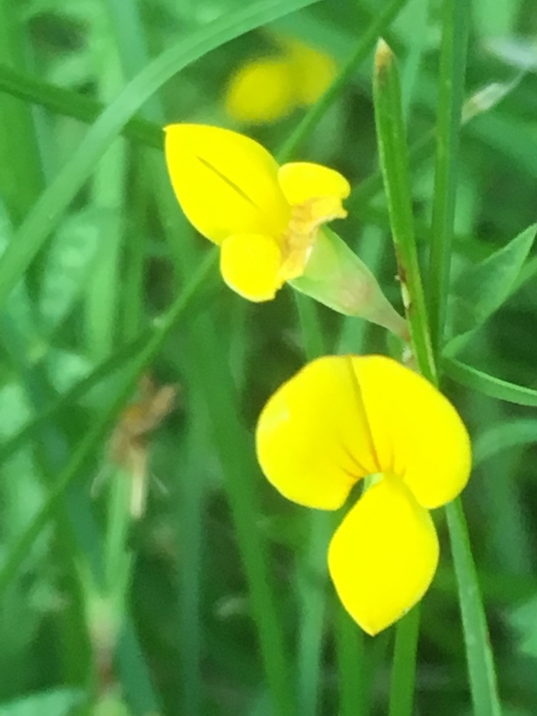 bird's-foot trefoil from 700 Bushkill Dr, Easton, PA, US on July 26 ...
