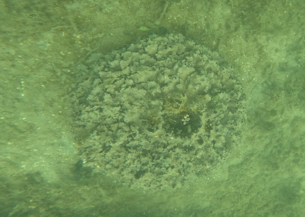 Loggerhead Sponge from Miami Beach, FL, USA on October 16, 2024 at 04: ...