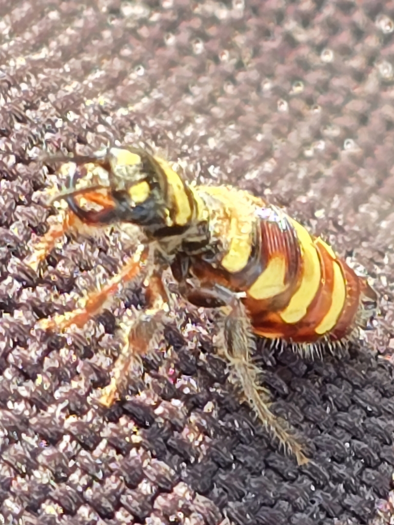 Thynnid Flower Wasps from Gloucester NSW 2422, Australia on January 6 ...