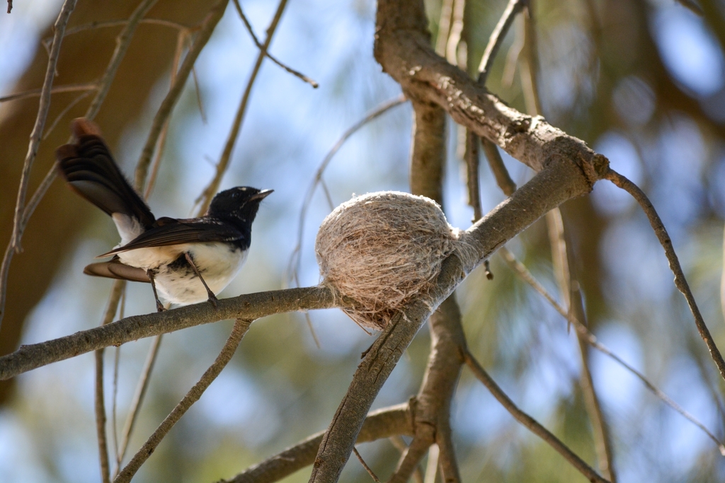 Willie-wagtail from O'Connell Rd at Box Flat Rd, O'Connell NSW 2795 ...