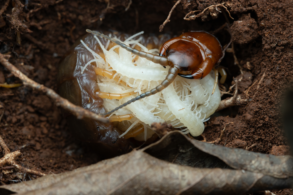 Common Centipedes from Wolvi QLD 4570, Australien on March 8, 2023 at ...
