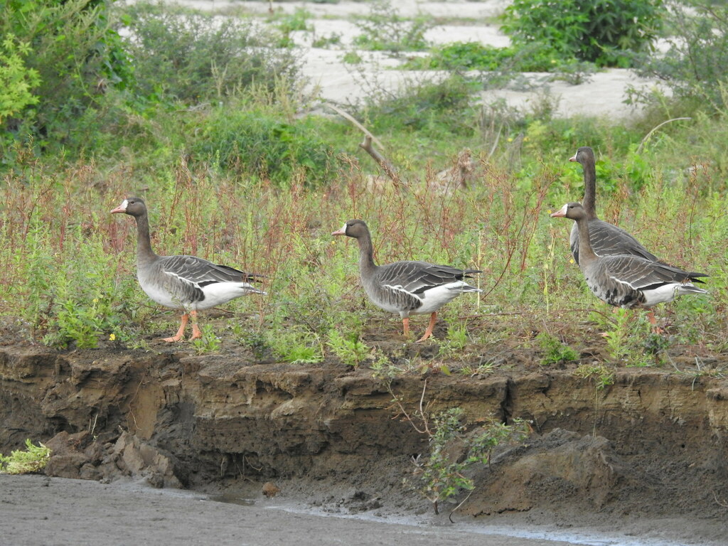 Greater White-fronted Goose from Barra de Coyuca de Benítez, Gro ...