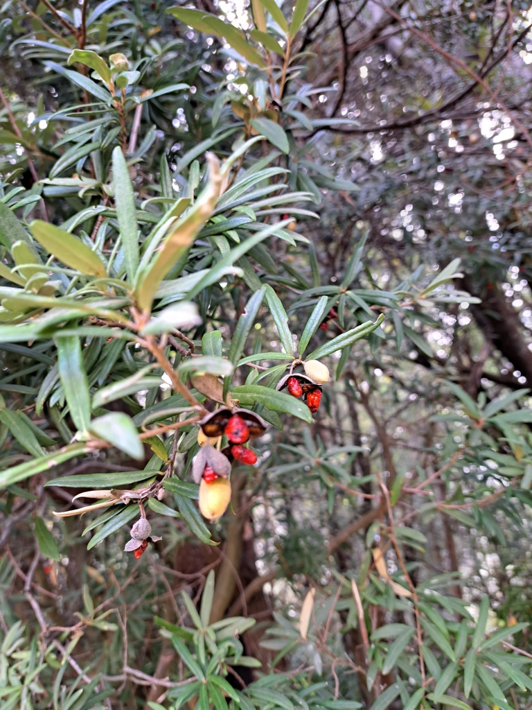 Banyalla from Gembrook VIC 3783, Australia on January 7, 2025 at 10:37 ...