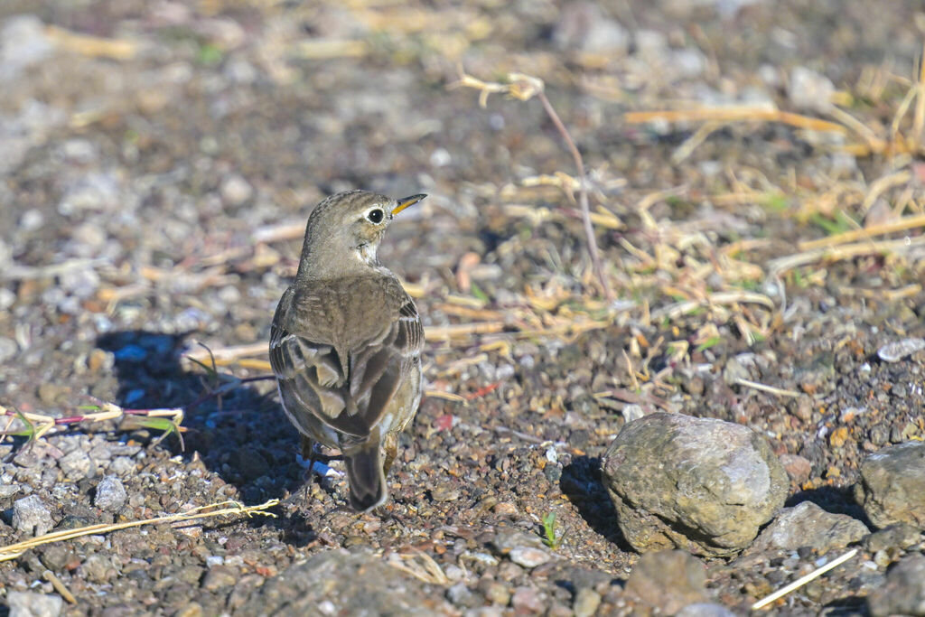 American Pipit from Santa Cruz County, AZ, USA on January 6, 2025 at 09 ...