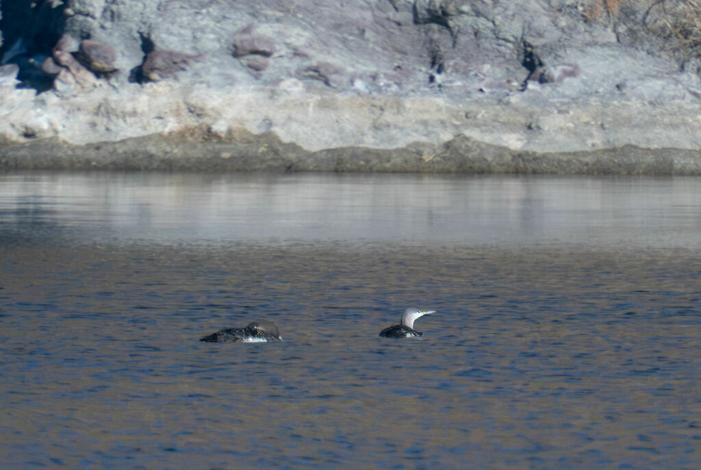 Red-throated Loon from Santa Cruz County, AZ, USA on January 6, 2025 at ...