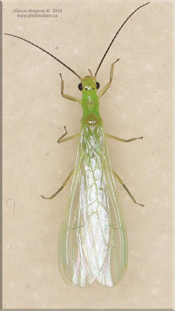 Alloperla from Harrington, QC, Canada on July 1, 2024 at 09:40 PM by ...