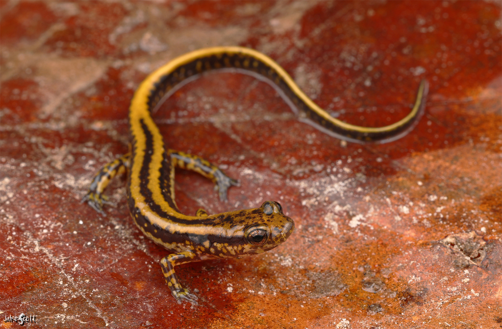 Three-lined Salamander in January 2025 by Jake Scott · iNaturalist