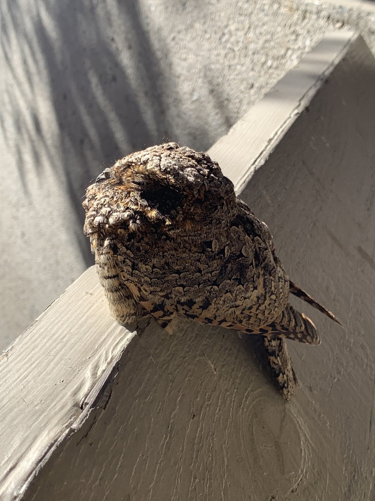Common Poorwill from Stough Canyon Nature Center, Burbank, CA, US on ...