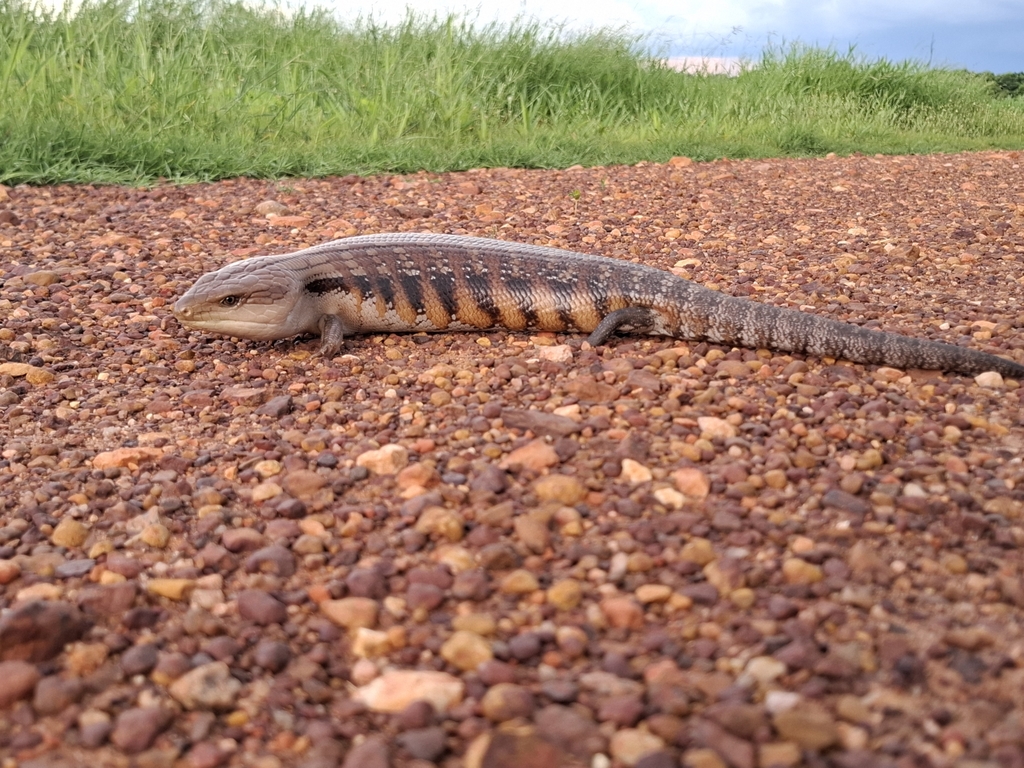 Northern Bluetongue from Douglas-Daly NT 0822, Australia on December 30 ...