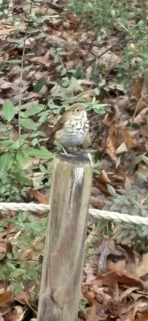 Hermit Thrush from Birmingham Botanical Gardens, Birmingham, AL, US on ...