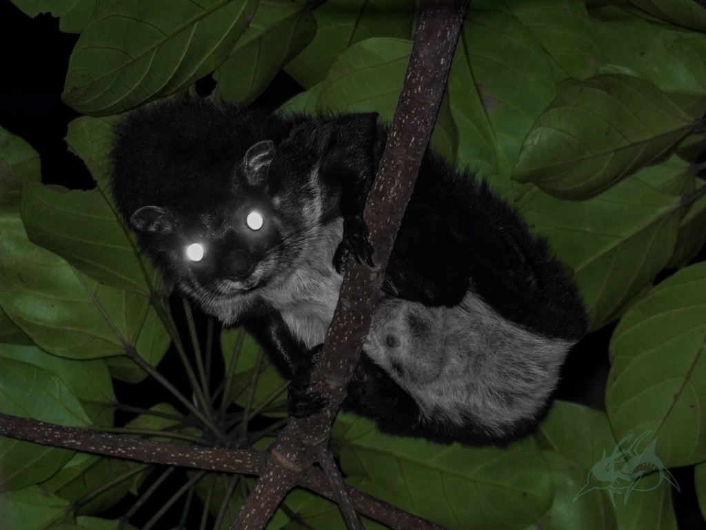 Hainan Giant Flying Squirrel from Hainan Island, Hainan, CN on December ...