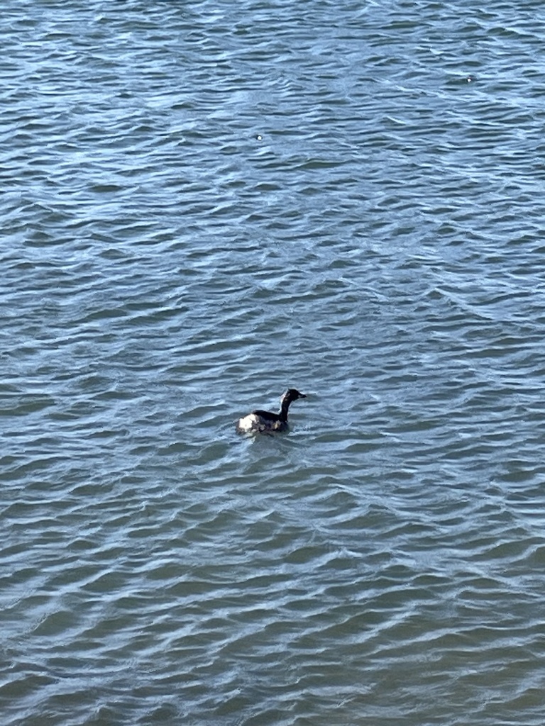 Australasian Grebe from Melbourne Cable Park, Bangholme, VIC, AU on ...