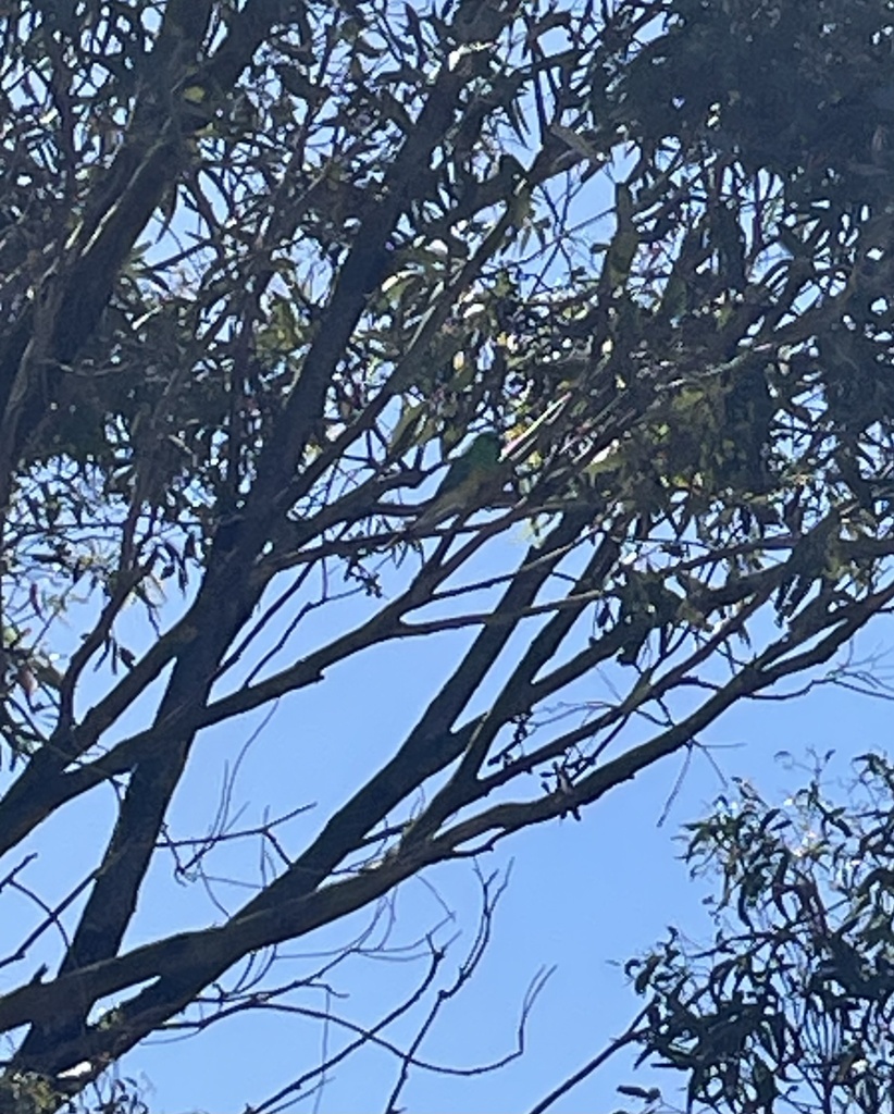 Red-rumped Parrot from Melbourne Cable Park, Bangholme, VIC, AU on ...