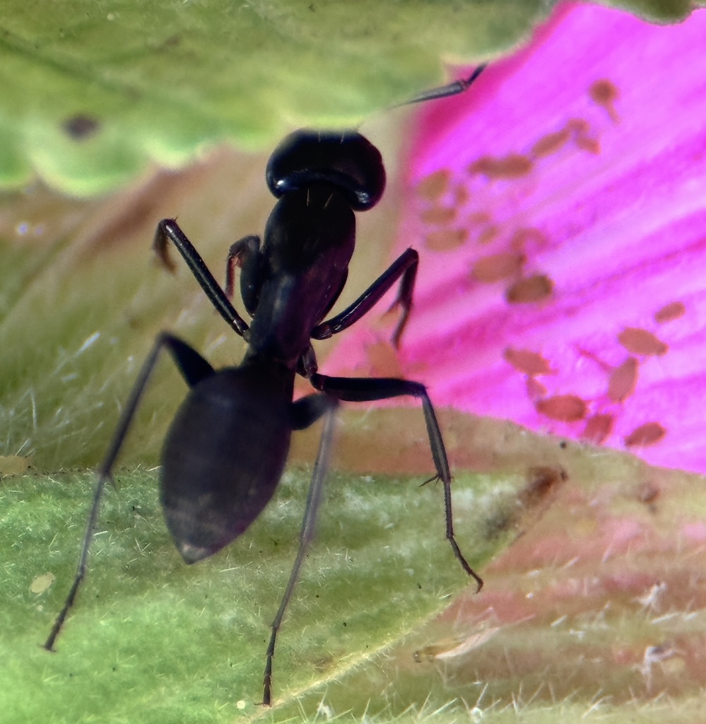 Japanese Carpenter Ant from BONG EUN SA, 서울특별시, 서울특별시, KR on August 21 ...