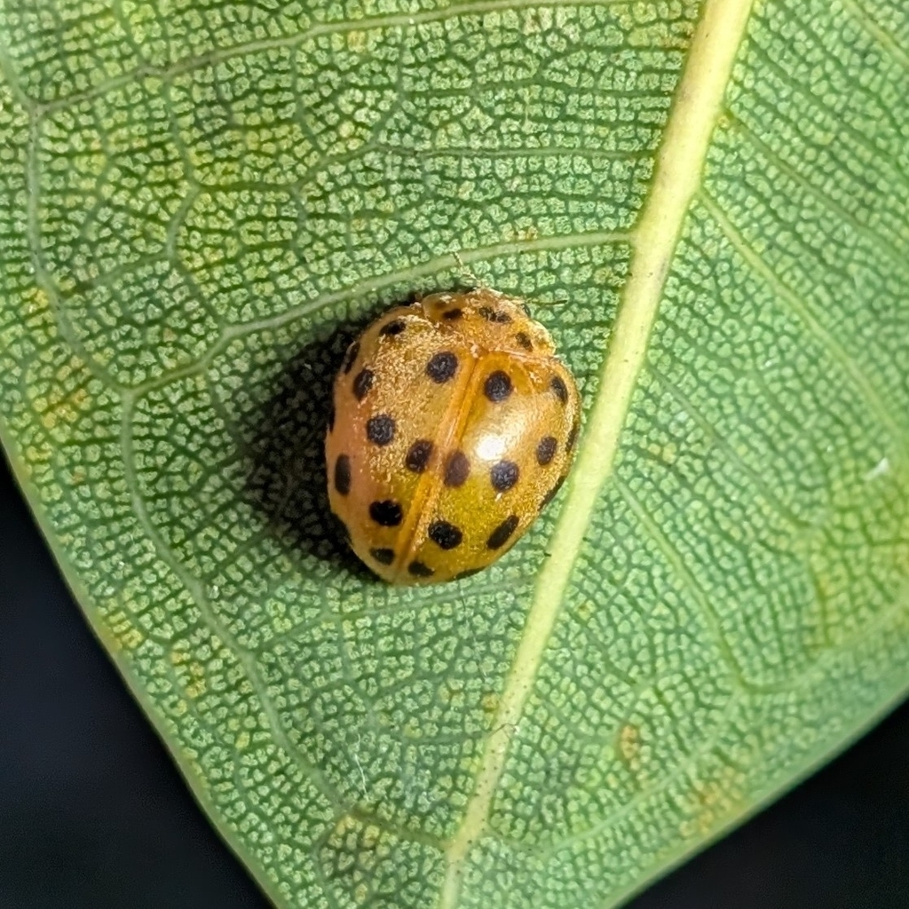 Hadda Beetle from Fitzgibbon QLD 4018, Australia on January 7, 2025 at ...