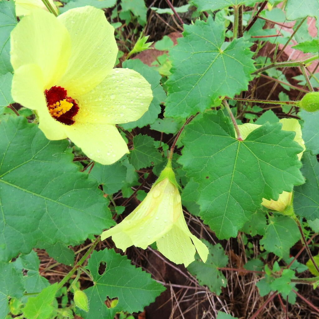 Wild Hibiscus (Mbuluzi Flowers - Yellow) · iNaturalist