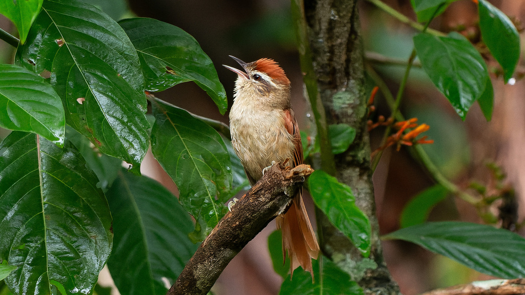 Pallid Spinetail from Pedro do Rio, Petrópolis - RJ, Brazil on January ...