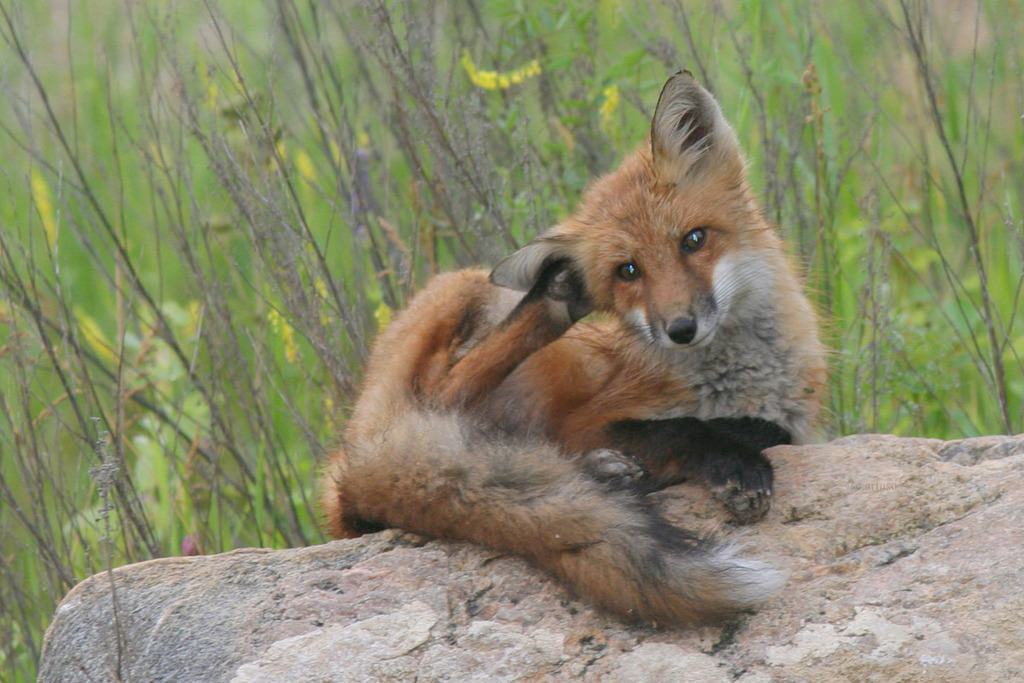 Red Fox from La Broquerie, MB R0A, Canada on July 19, 2008 by Christian ...
